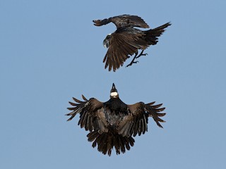 Thick-billed Raven - eBird