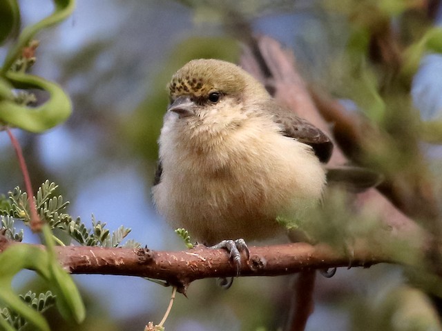 Photos - Sennar Penduline-Tit - Anthoscopus punctifrons - Birds of the ...