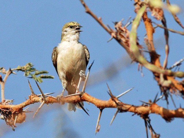 Photos - Sennar Penduline-Tit - Anthoscopus punctifrons - Birds of the ...