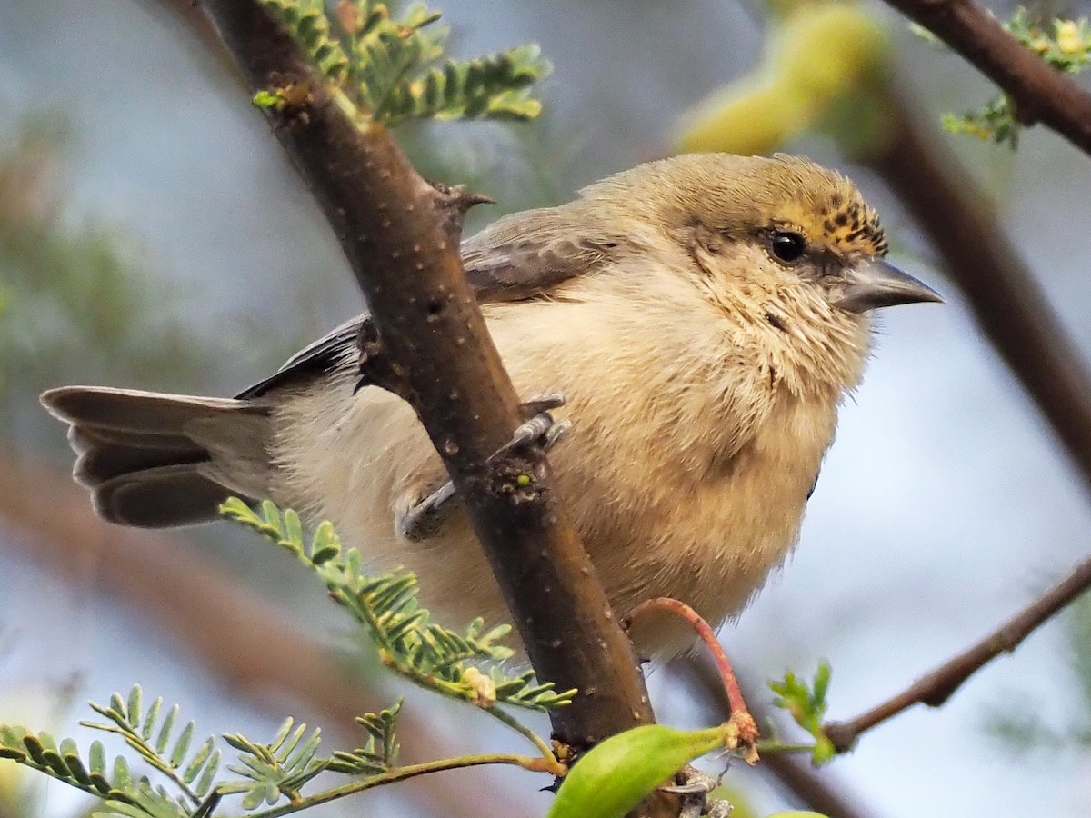 Sennar Penduline-Tit - Anthoscopus punctifrons - Birds of the World