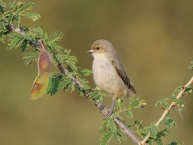 Photos - Mouse-colored Penduline-Tit - Anthoscopus musculus - Birds of ...