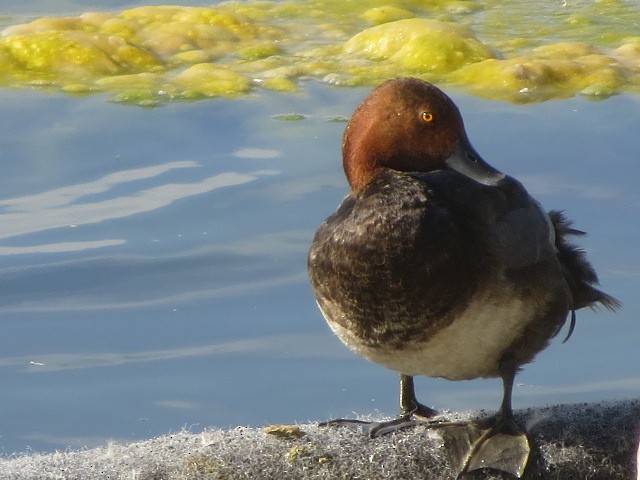 eBird Checklist - 25 Jun 2020 - Henderson Bird Viewing Preserve - 25 ...
