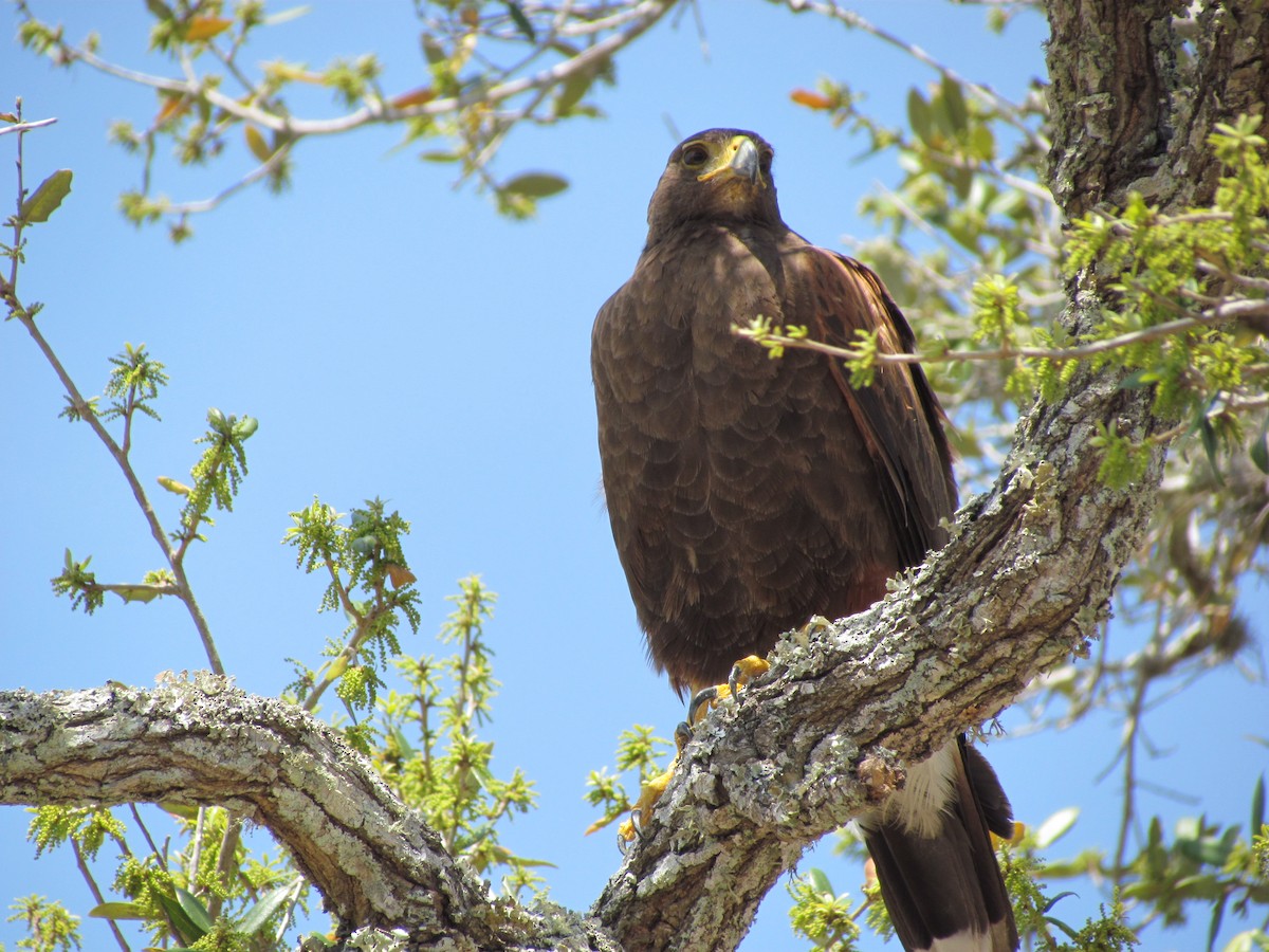 eBird Checklist - 22 Mar 2011 - King Ranch--Norias Division (Kenedy Co ...