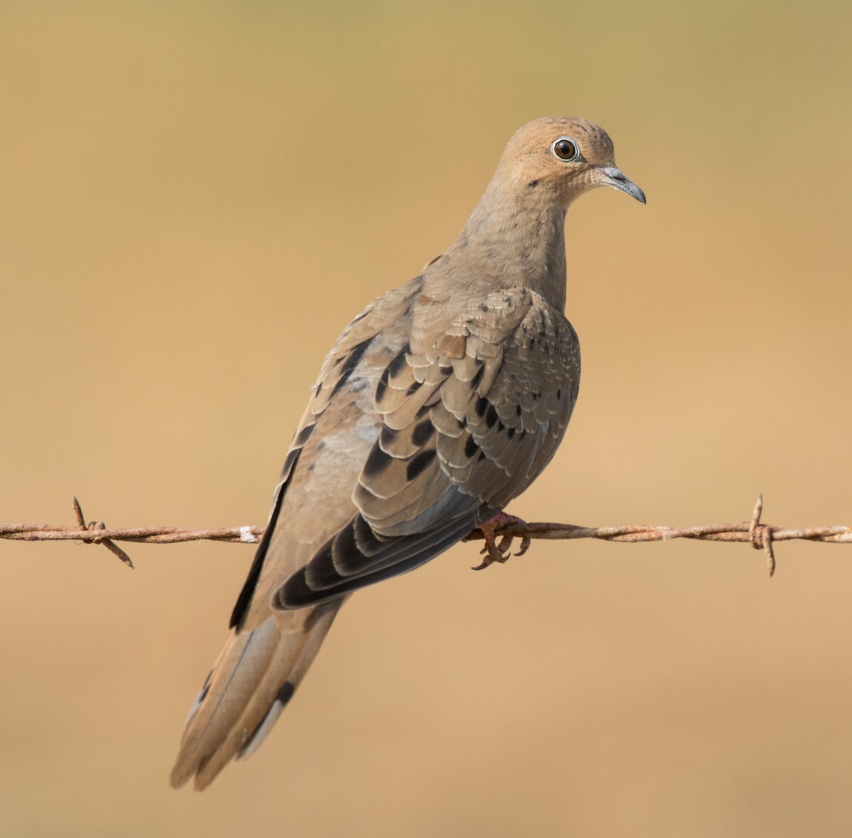 eBird Checklist - 27 Jun 2020 - Konyn Dairy (private property) - 22 species