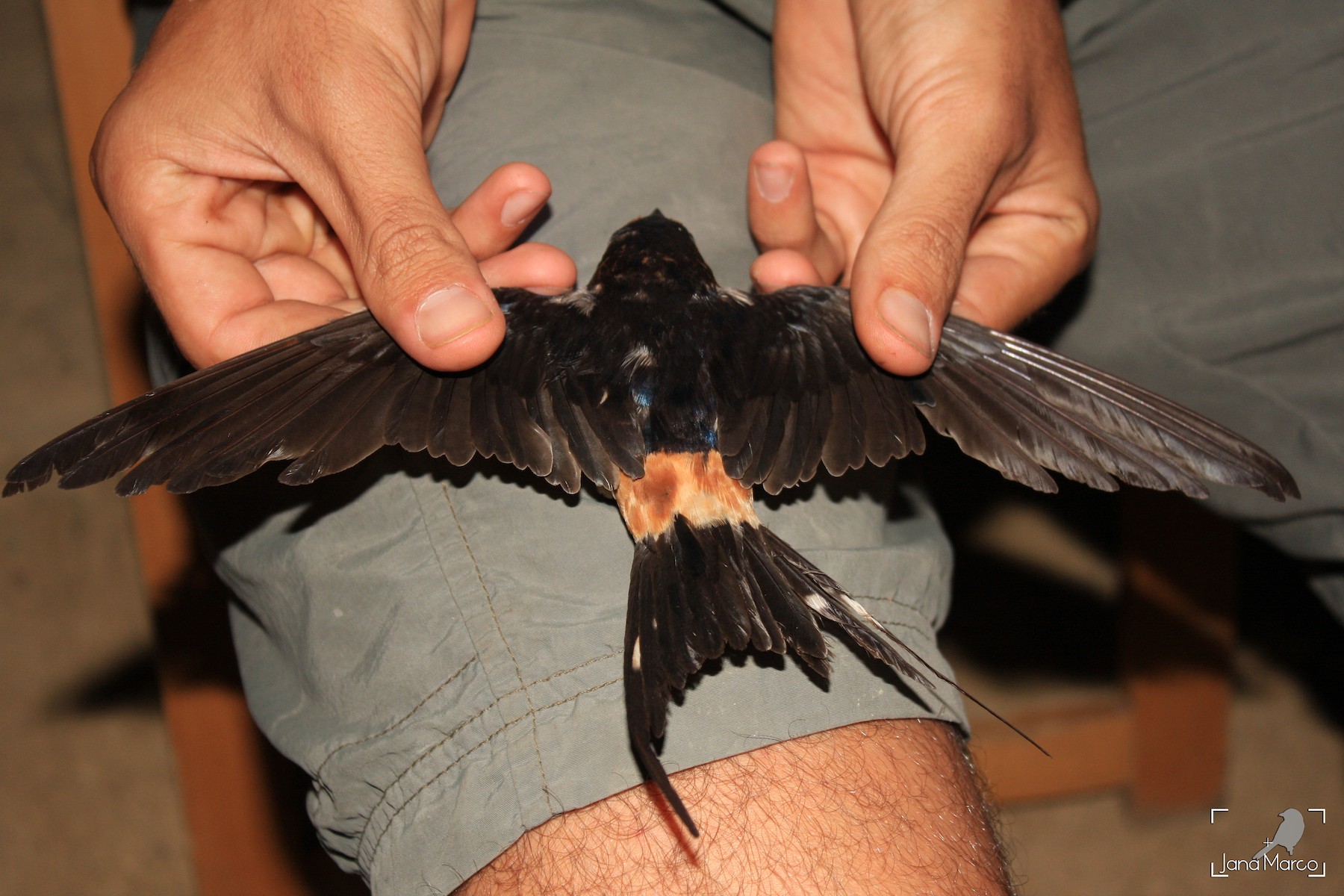 Barn x Red-rumped Swallow (hybrid) - eBird