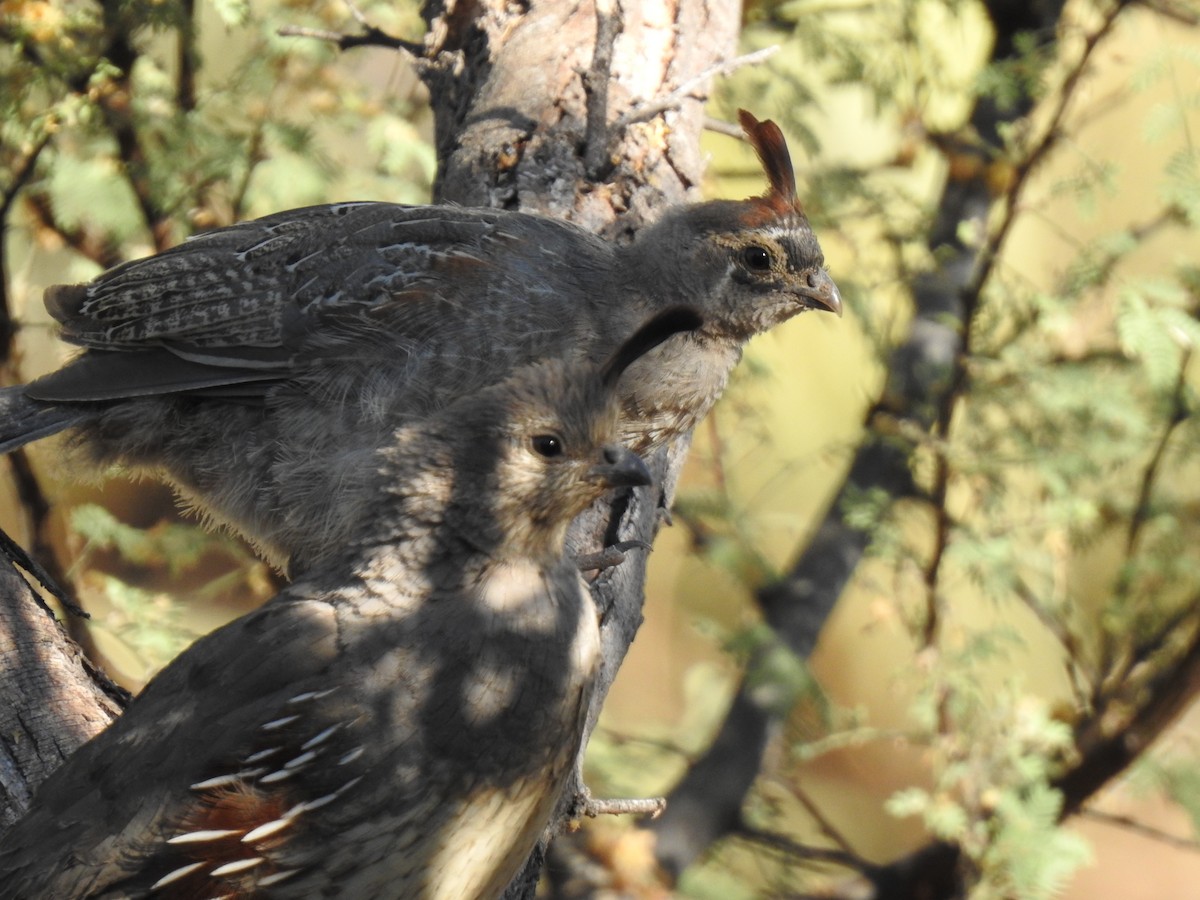 eBird Checklist - 28 Jun 2020 - Griffin Riley Home - 26 species