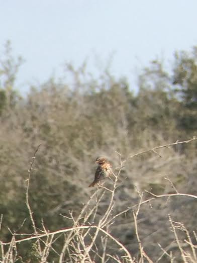 eBird Checklist - 18 Feb 2016 - Kenedy Ranch - 39 species (+1 other taxa)