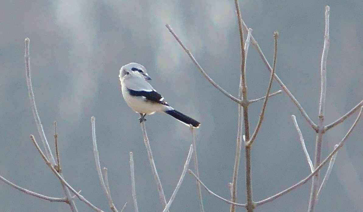 eBird Checklist - 18 Feb 2016 - Killdeer Plains Wildlife Area--County ...