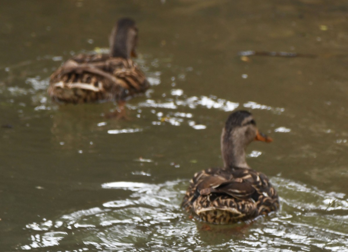 eBird Checklist - 21 Jun 2020 - Goodnight River Trail - 17 species (+2 ...