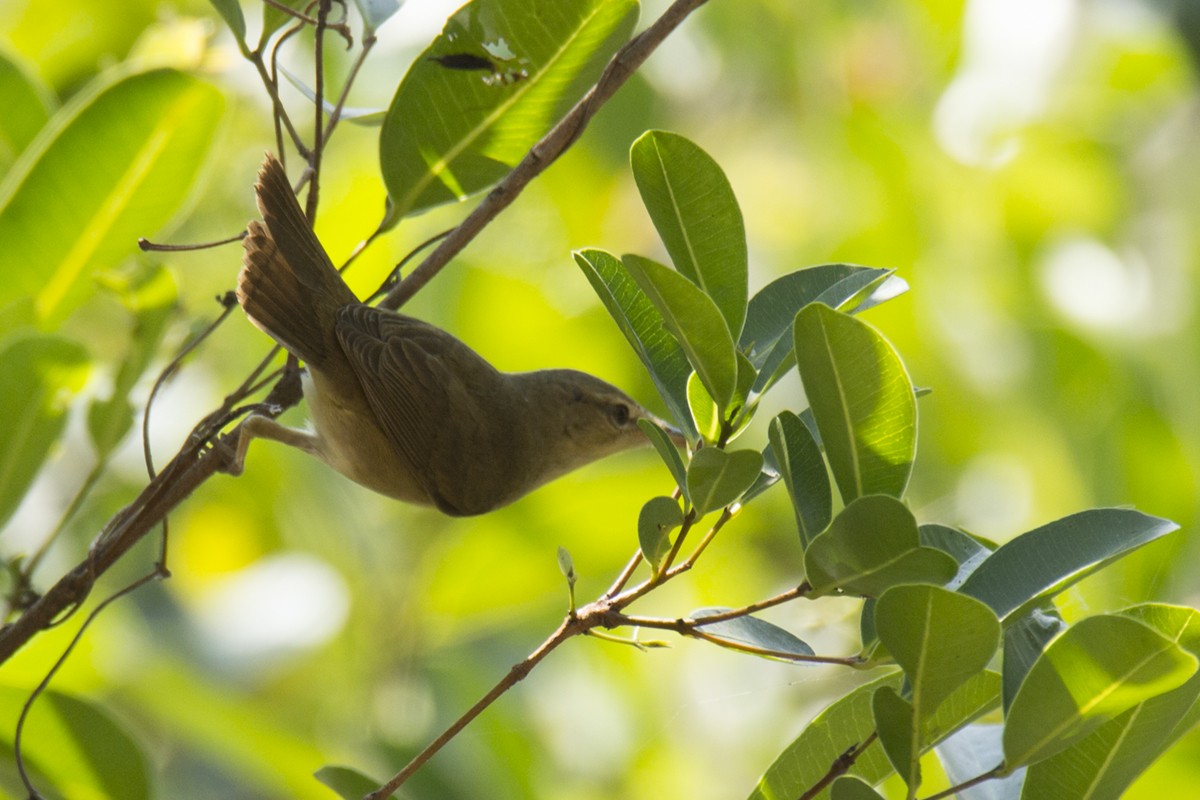 eBird Checklist - 18 Jan 2017 - Munderi Kadavu Bird Sanctuary - 12 ...