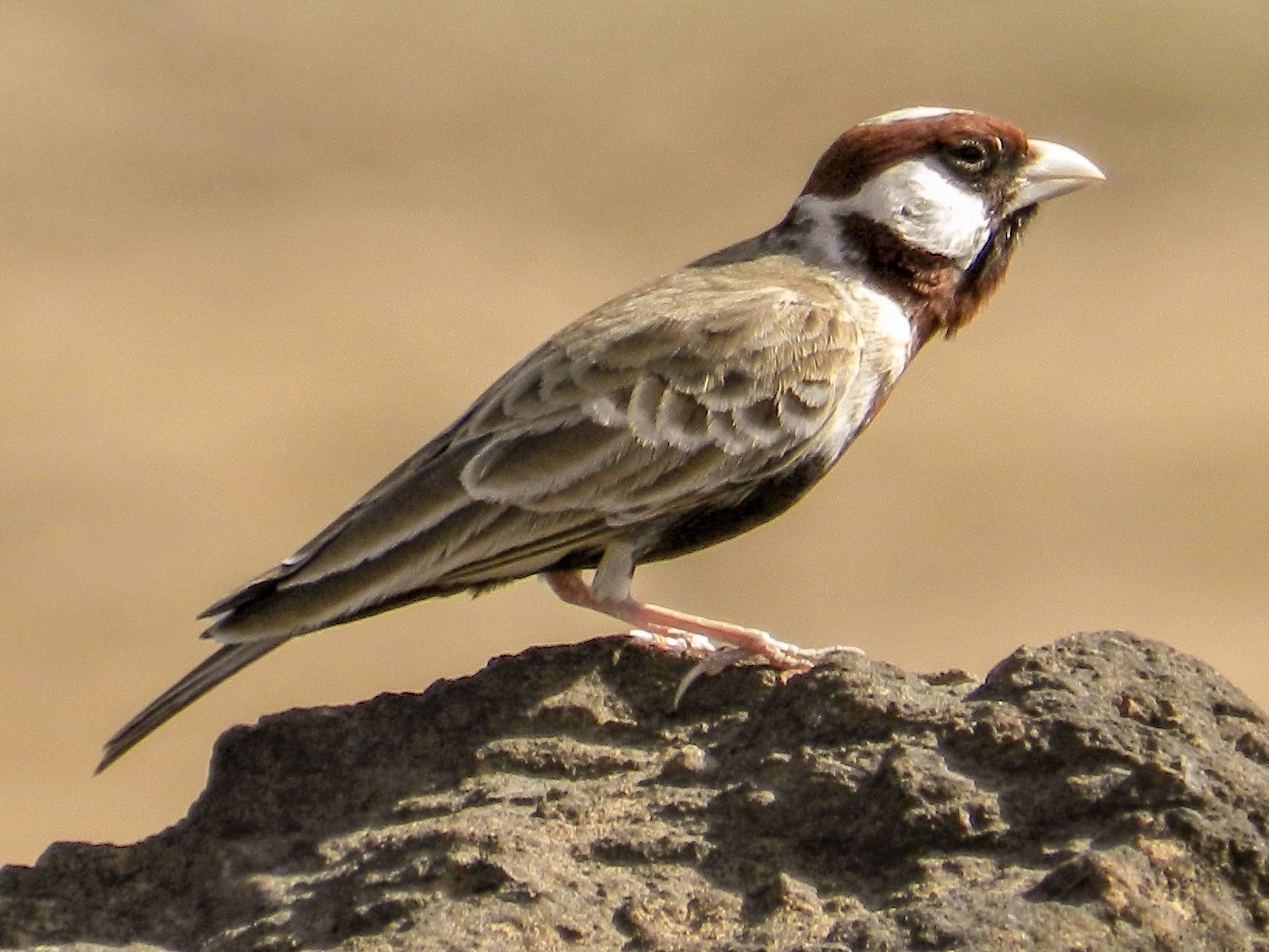 Chestnut-headed Sparrow-Lark - eBird