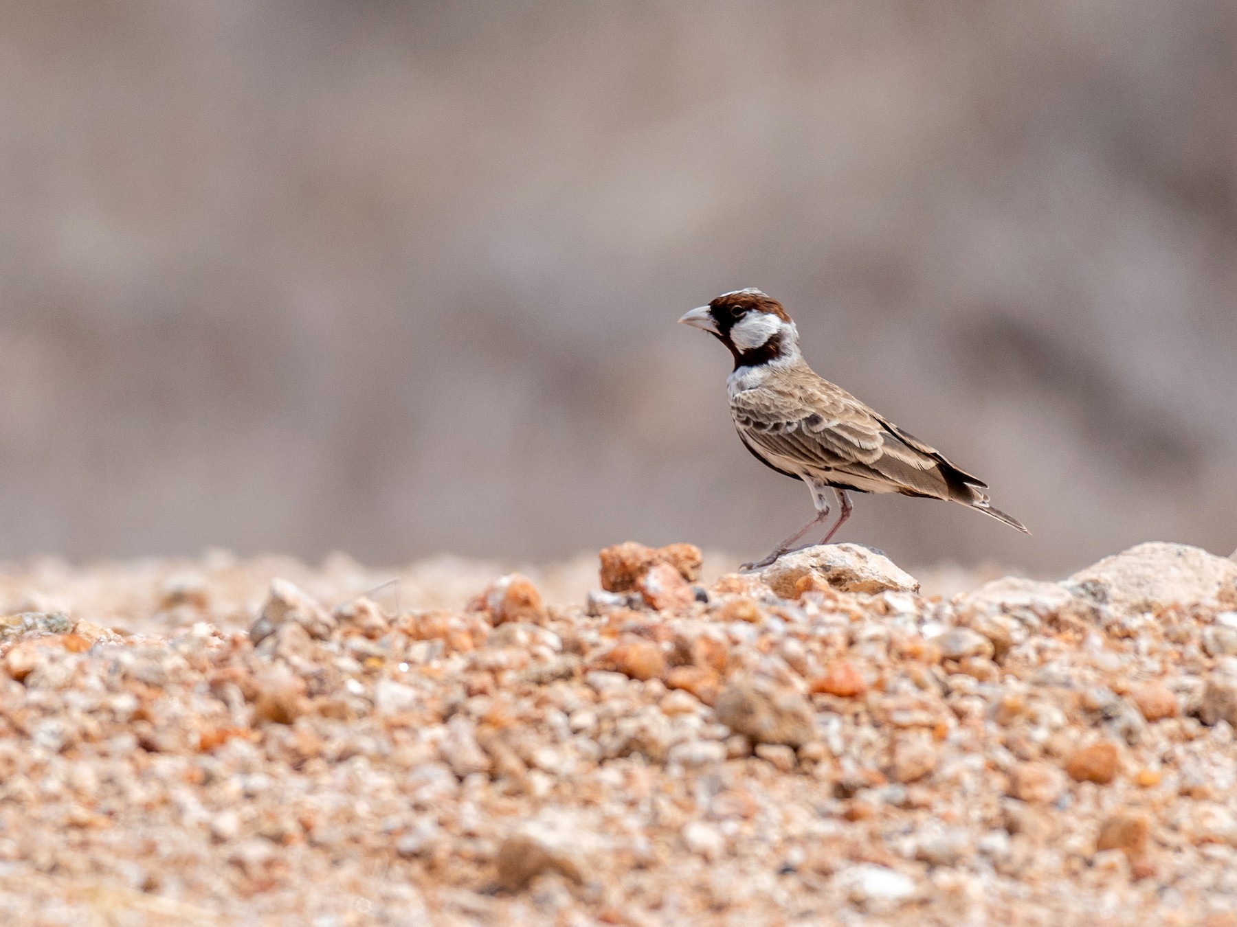 Chestnut-headed Sparrow-Lark - eBird