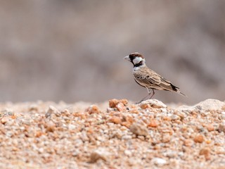 Chestnut-headed Sparrow-Lark - eBird