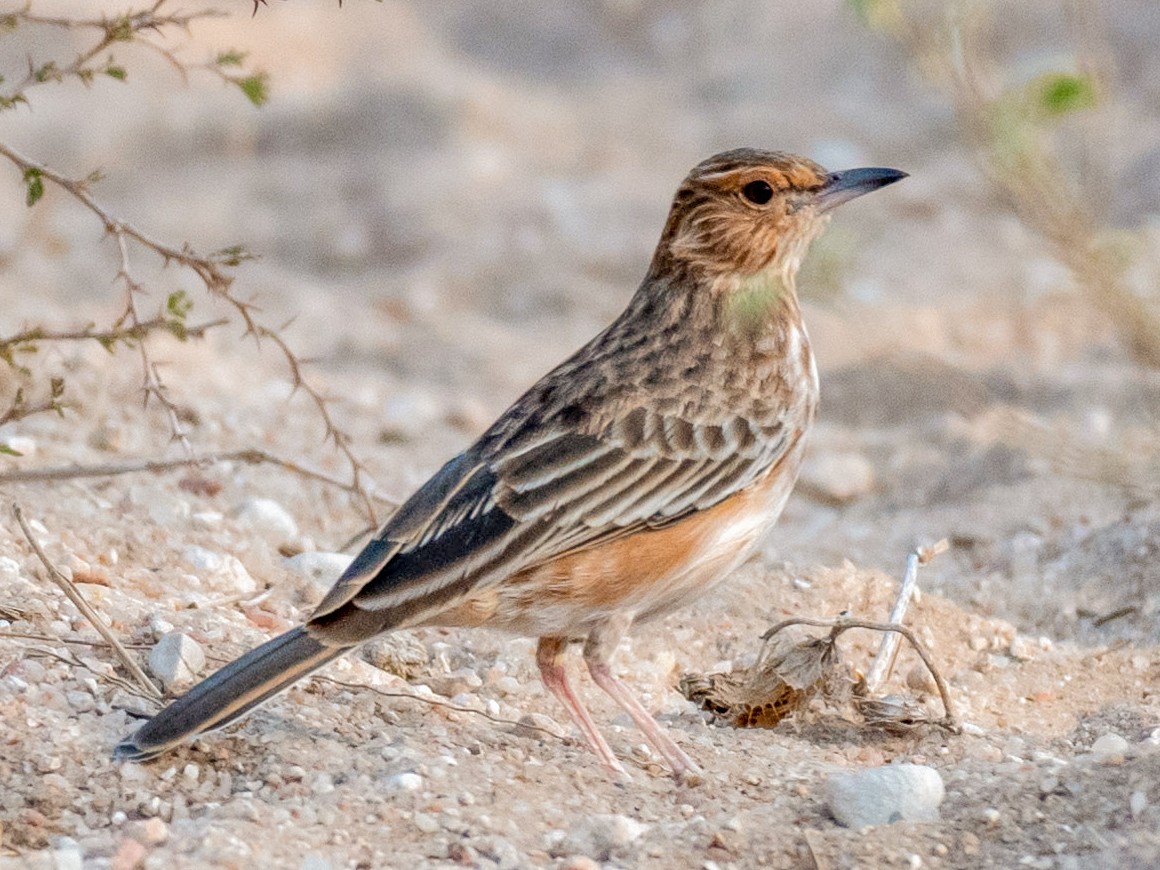 Pink-breasted Lark - eBird