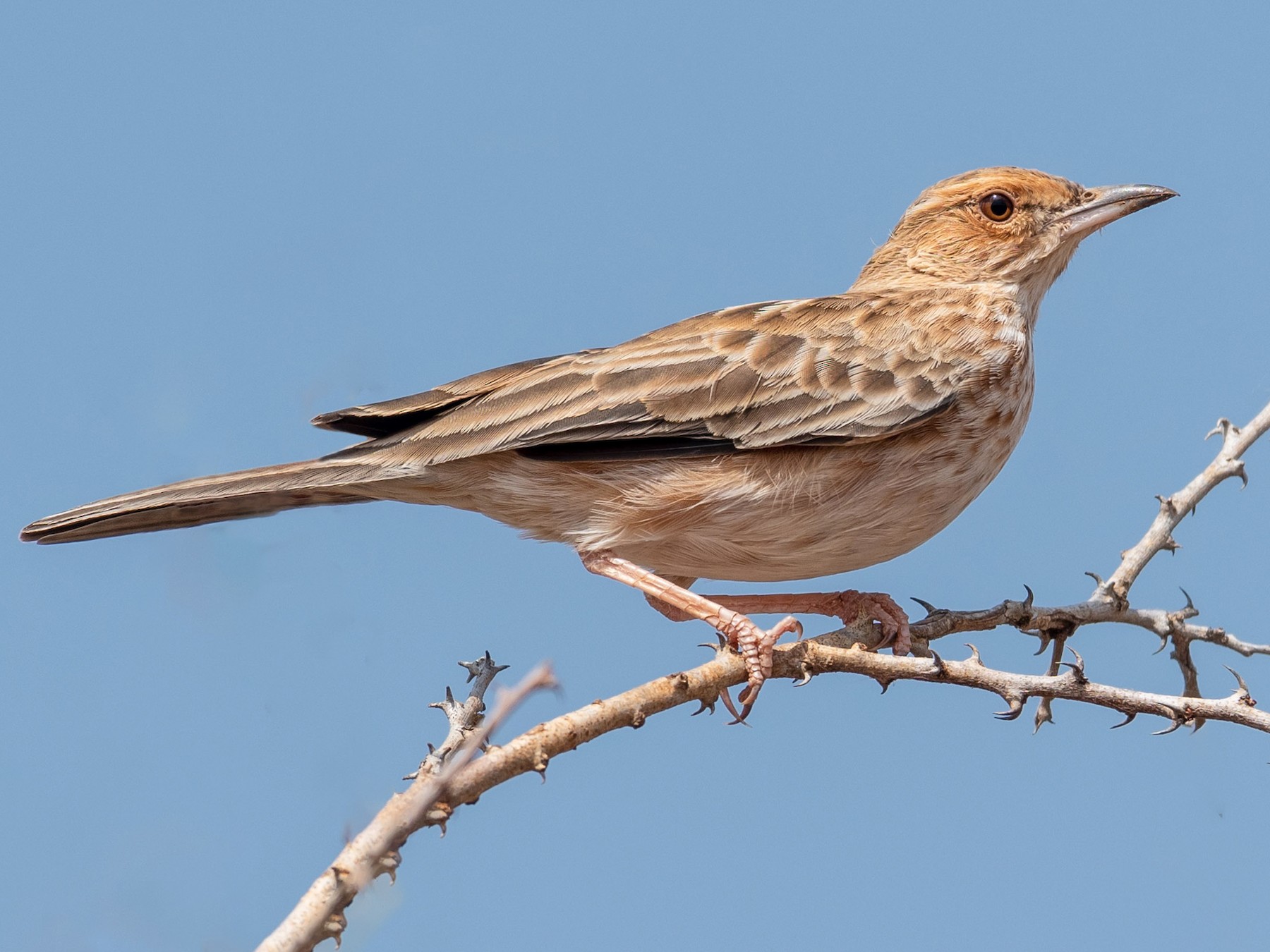 Pink-breasted Lark - eBird