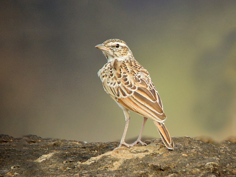 Fawn-colored Lark (Foxy) - eBird