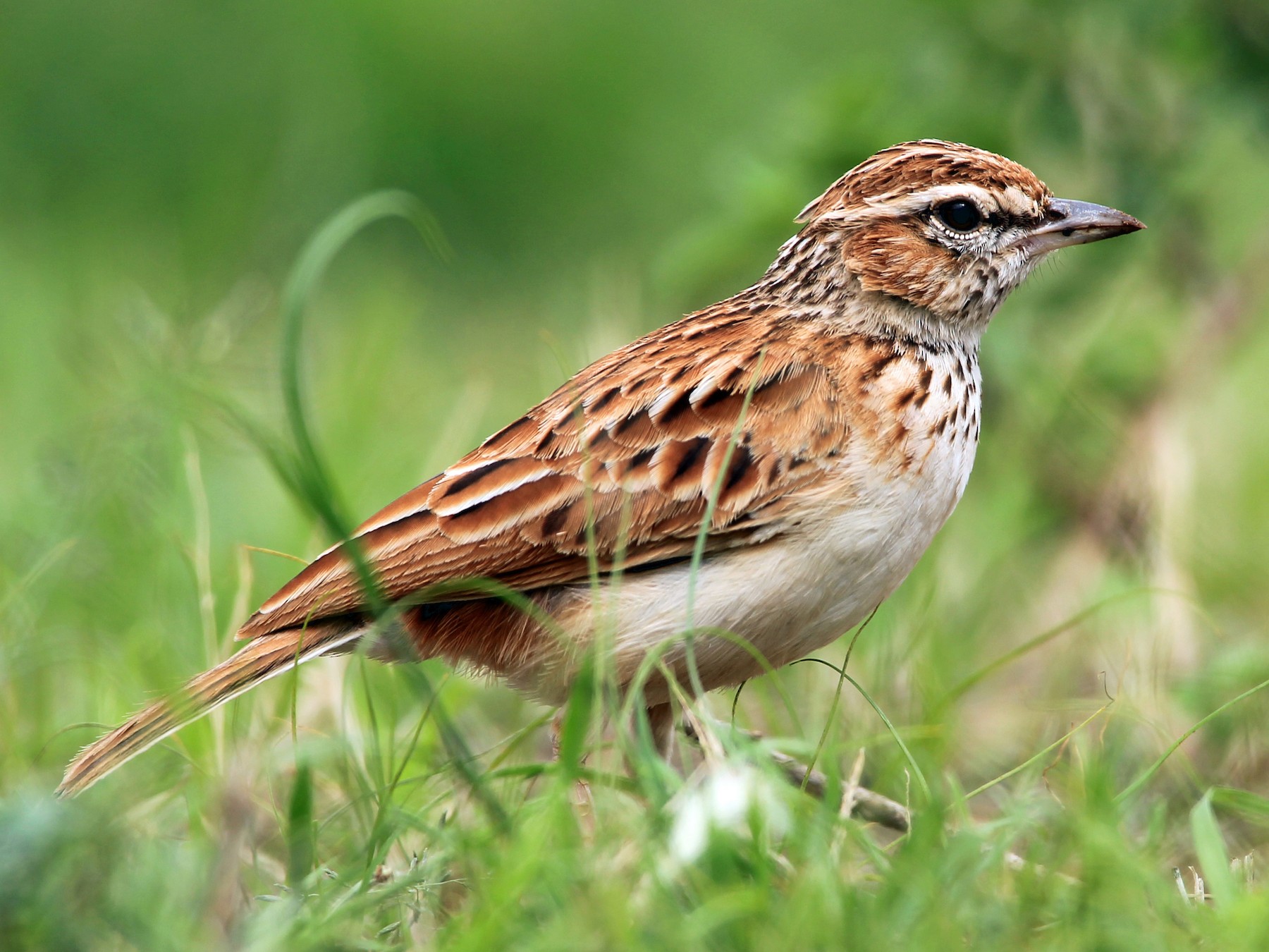 Alondra Leonada (alopex/intercedens) - eBird