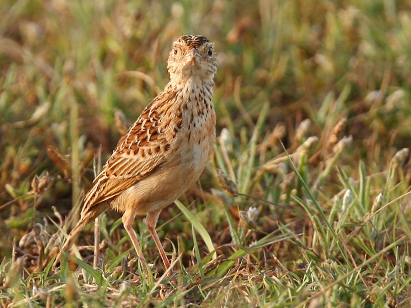 Liben Lark - eBird