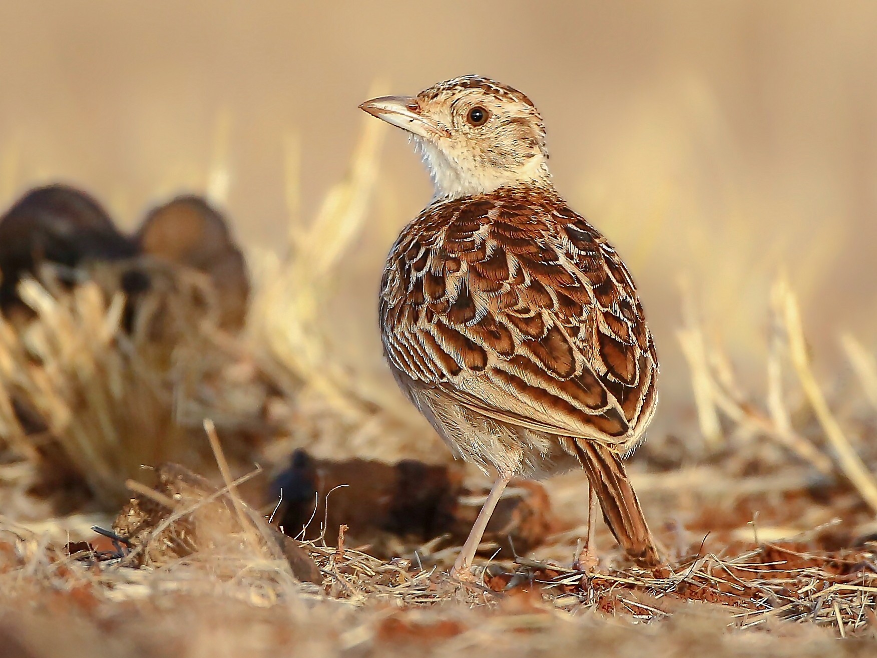 Liben Lark - eBird