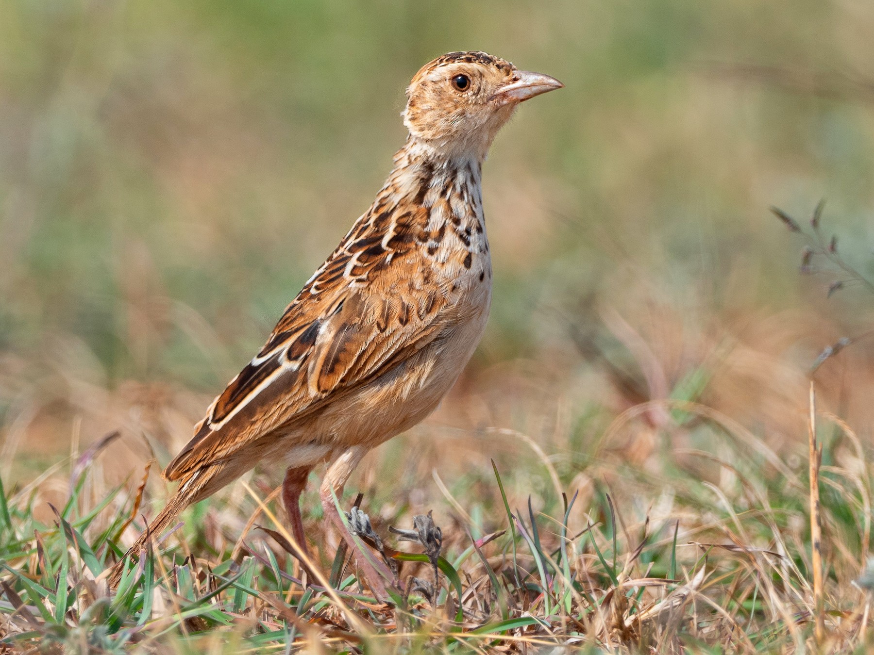 Liben Lark - eBird