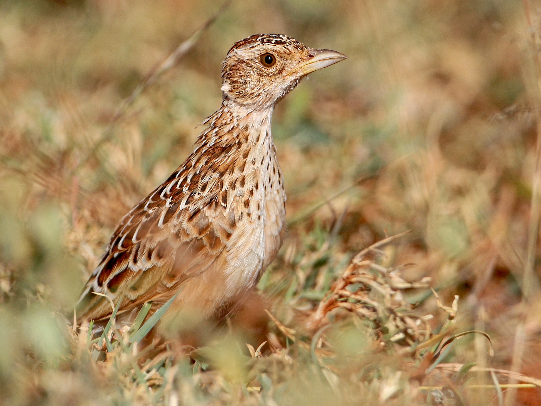 Liben Lark - eBird