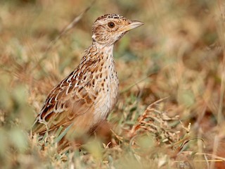 Liben Lark - eBird