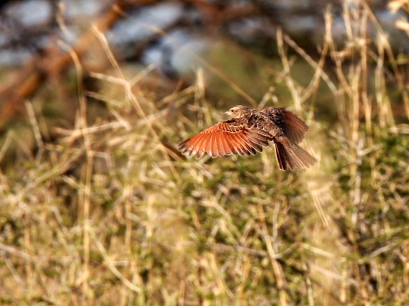 Red-winged Lark - eBird