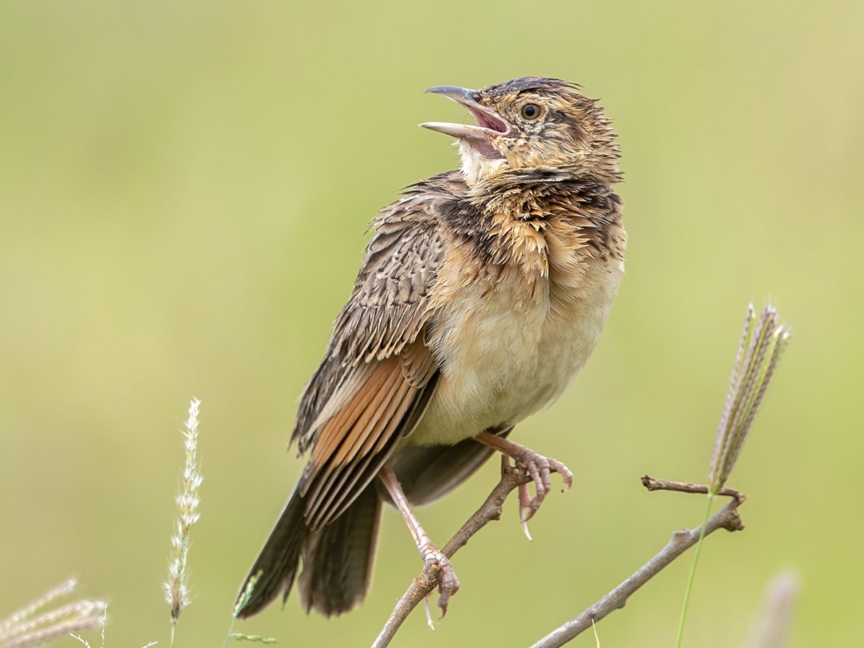 Red-winged Lark - eBird