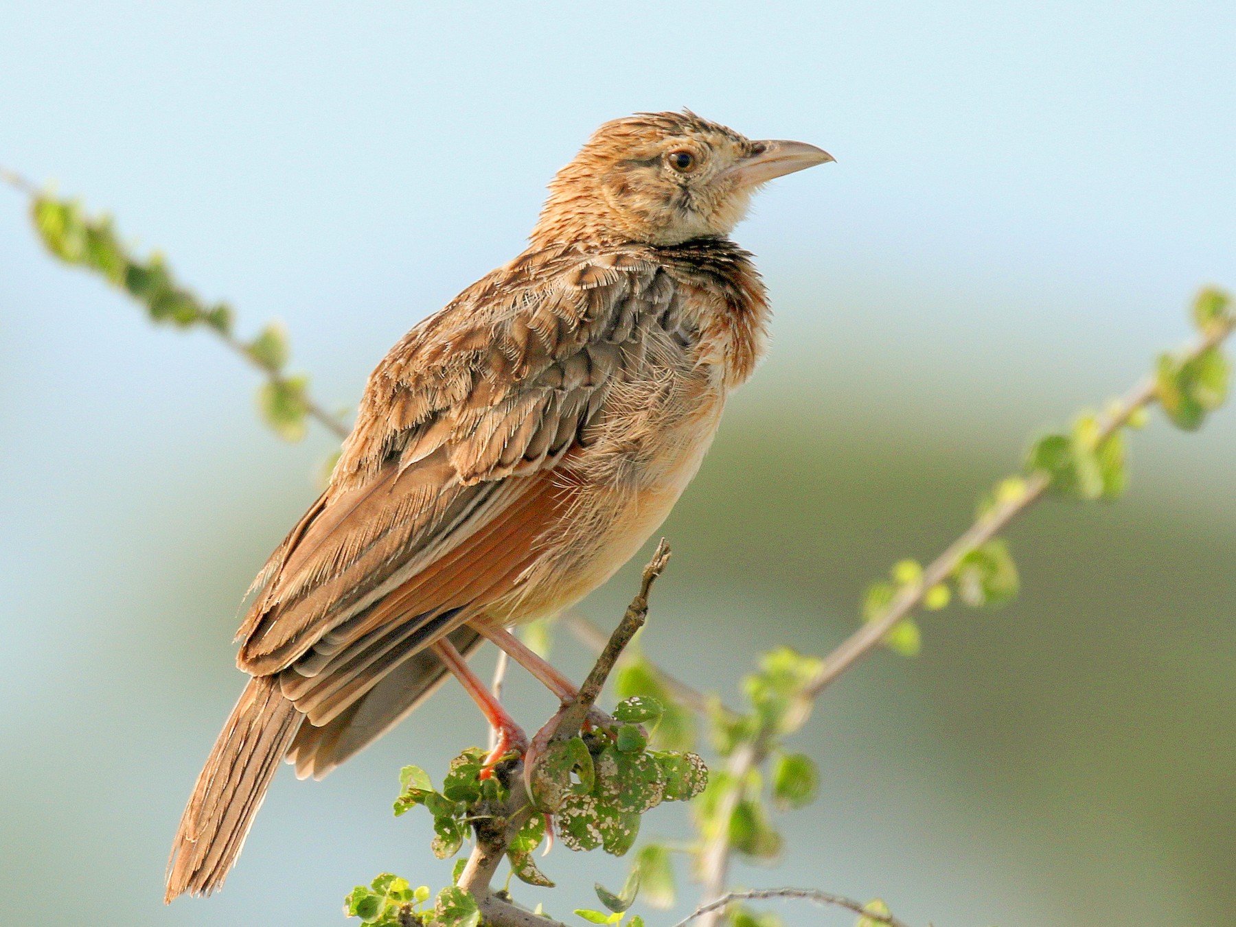 Red-winged Lark - eBird