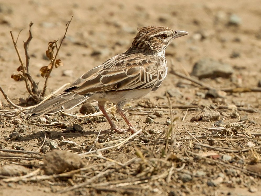 Gillett's Lark - eBird