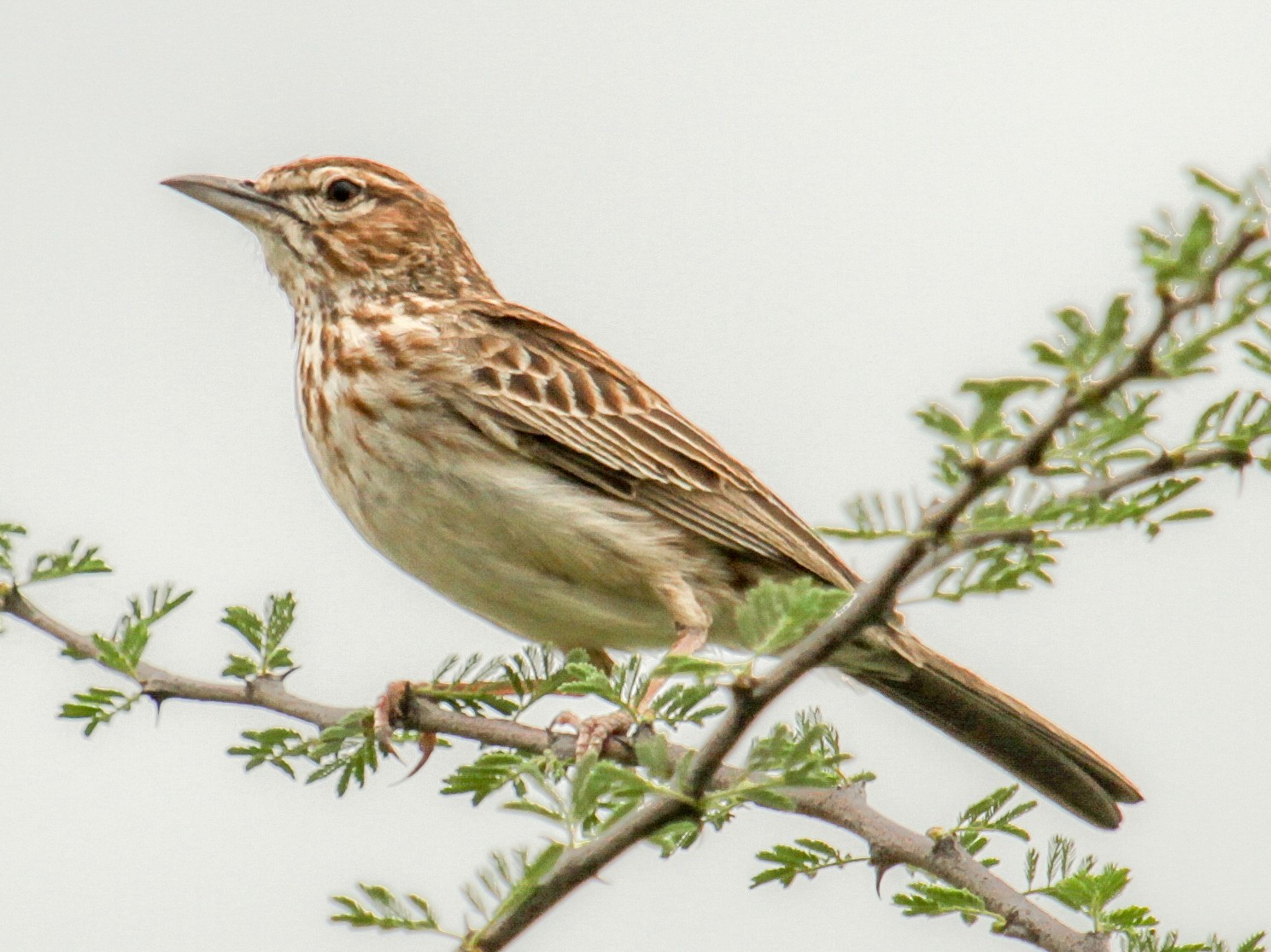 Gillett's Lark - eBird