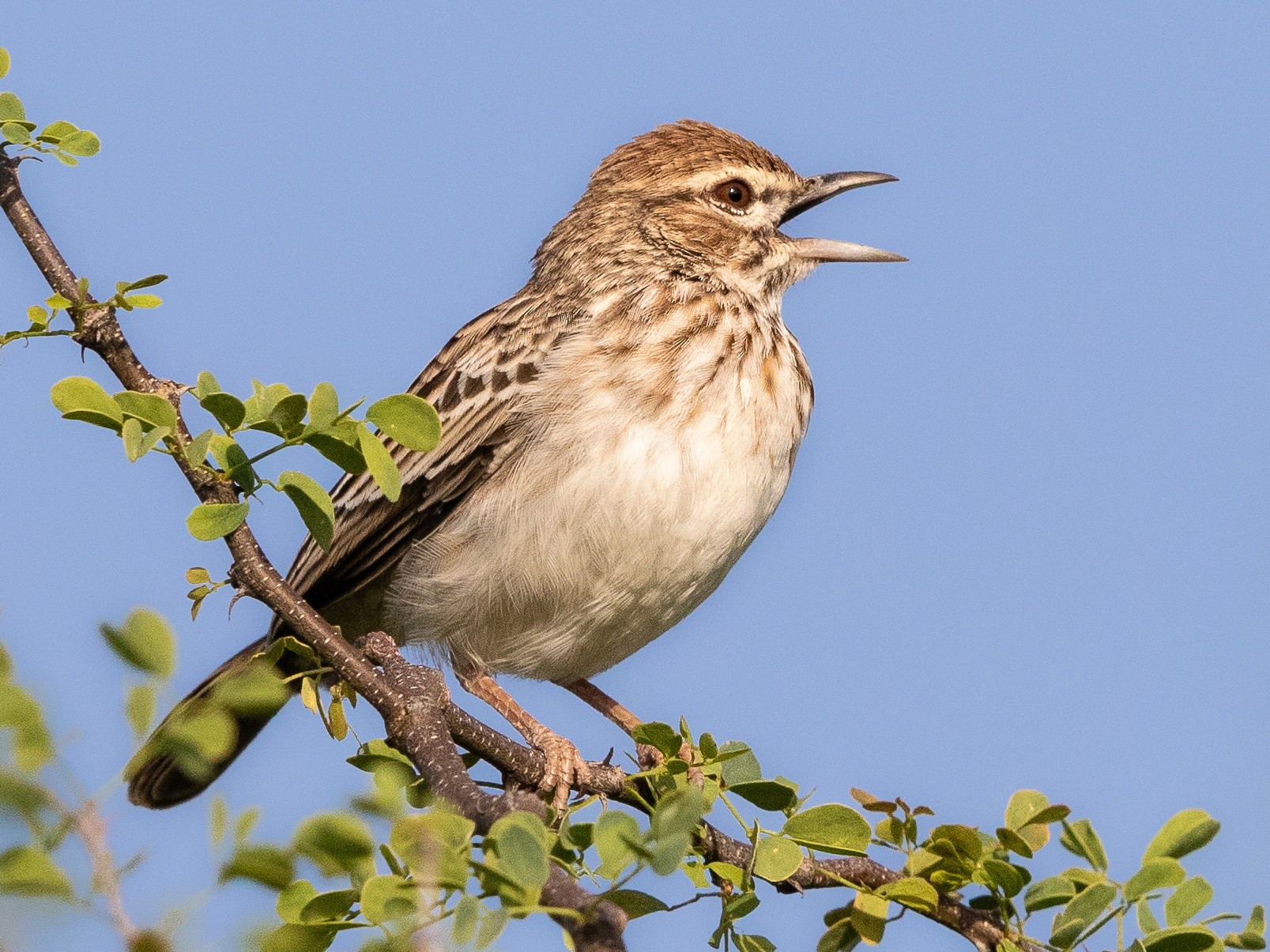 Gillett's Lark - eBird