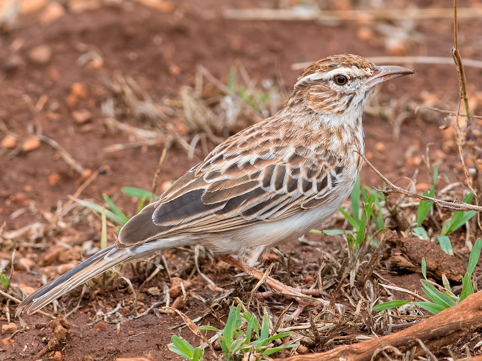 Gillett's Lark - eBird