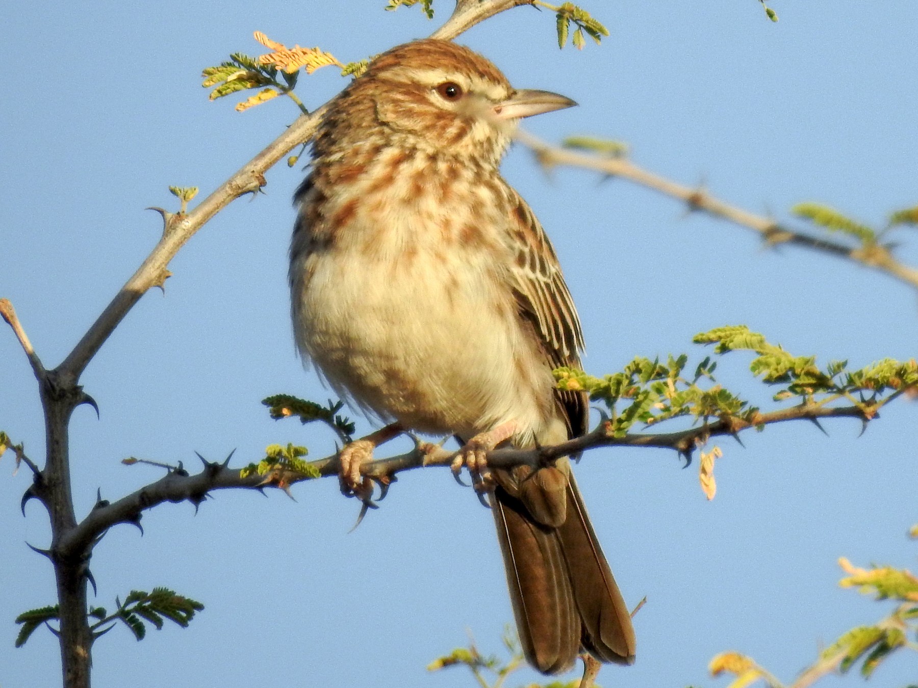 Gillett's Lark - eBird