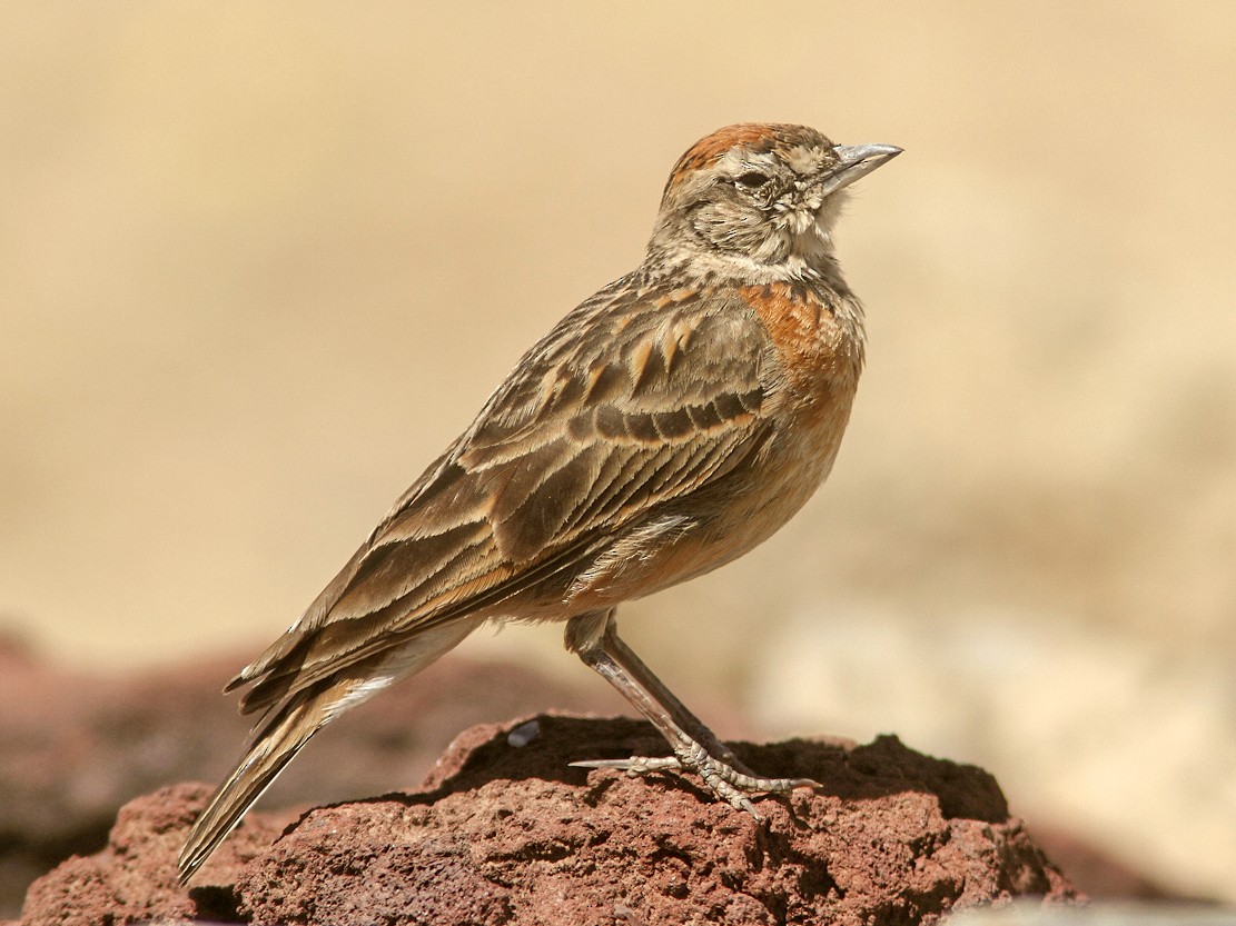 Blanford's Lark - eBird
