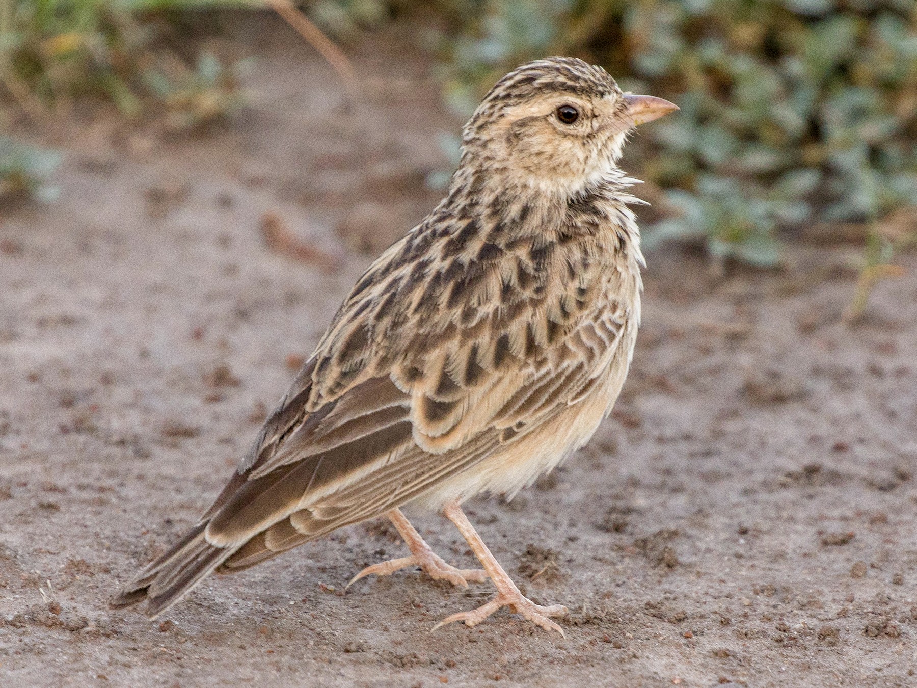 Somali Short-toed Lark - eBird