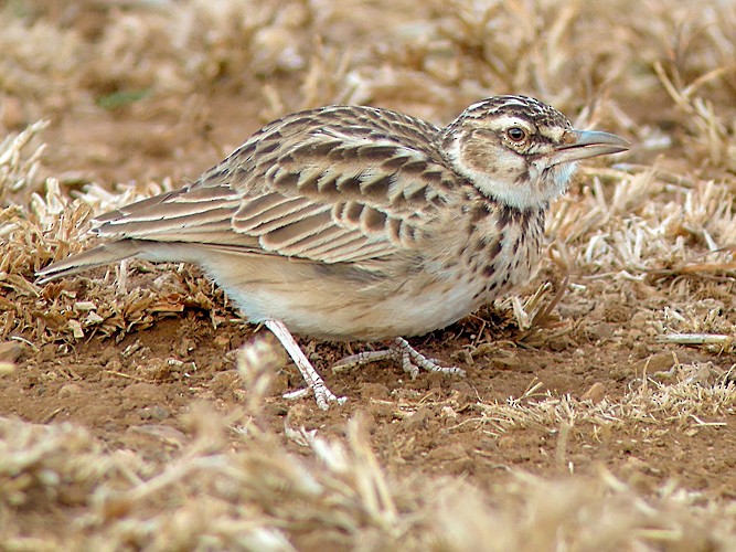 Short-tailed Lark - eBird