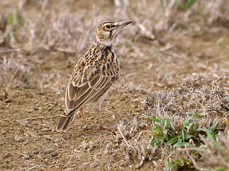 Short-tailed Lark - eBird