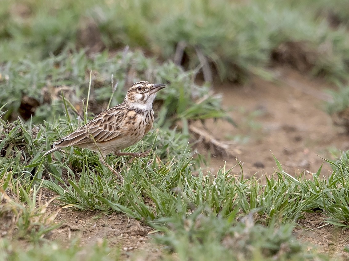 Short-tailed Lark - eBird