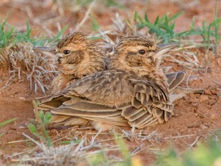 Short-tailed Lark - eBird