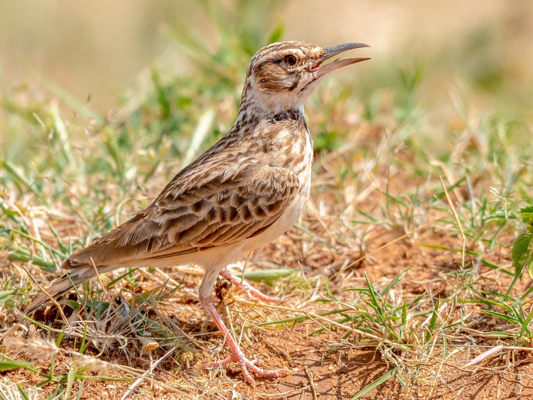 Short-tailed Lark - eBird
