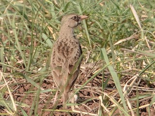 Masked Lark - eBird