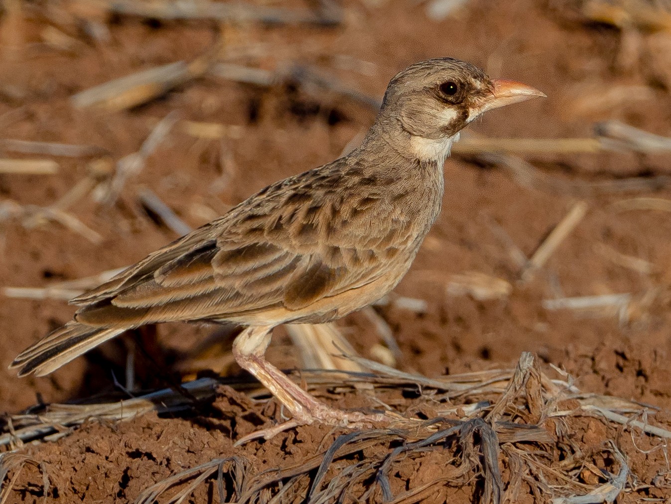 Masked Lark - eBird
