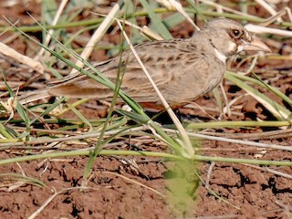 Masked Lark - eBird