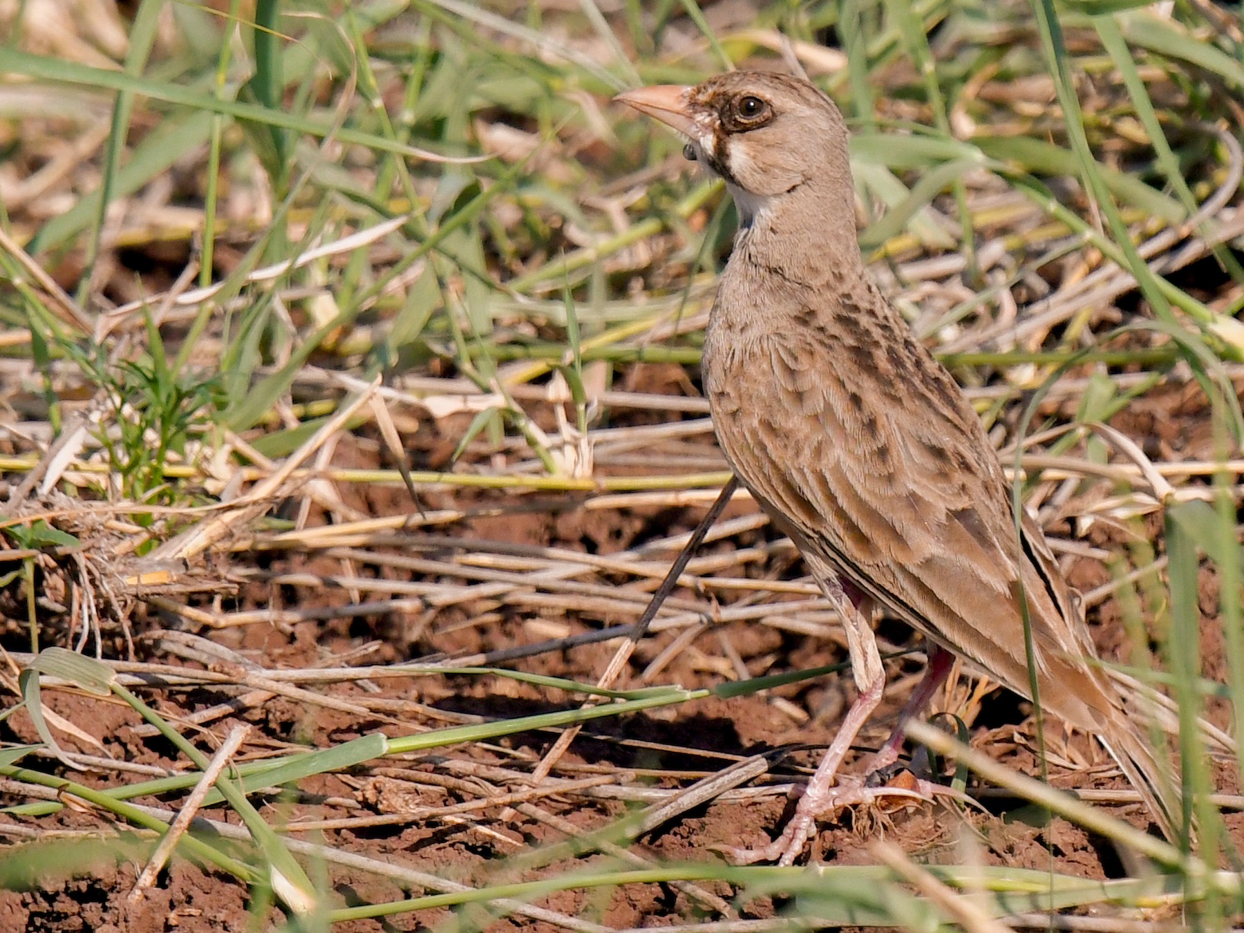 Masked Lark - eBird