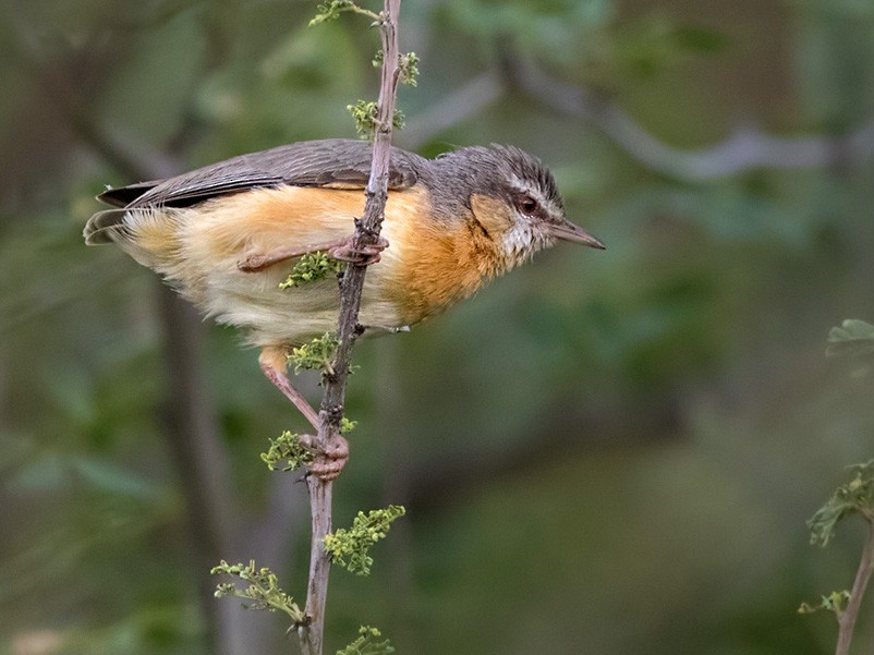 Northern Crombec - eBird