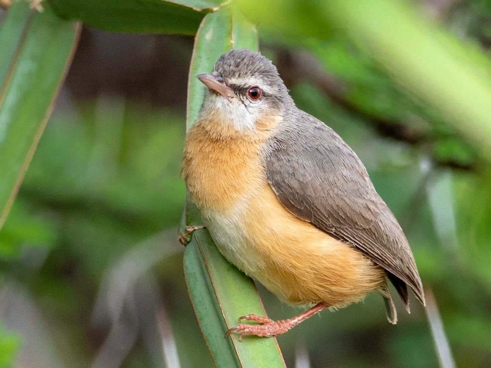 Northern Crombec - eBird