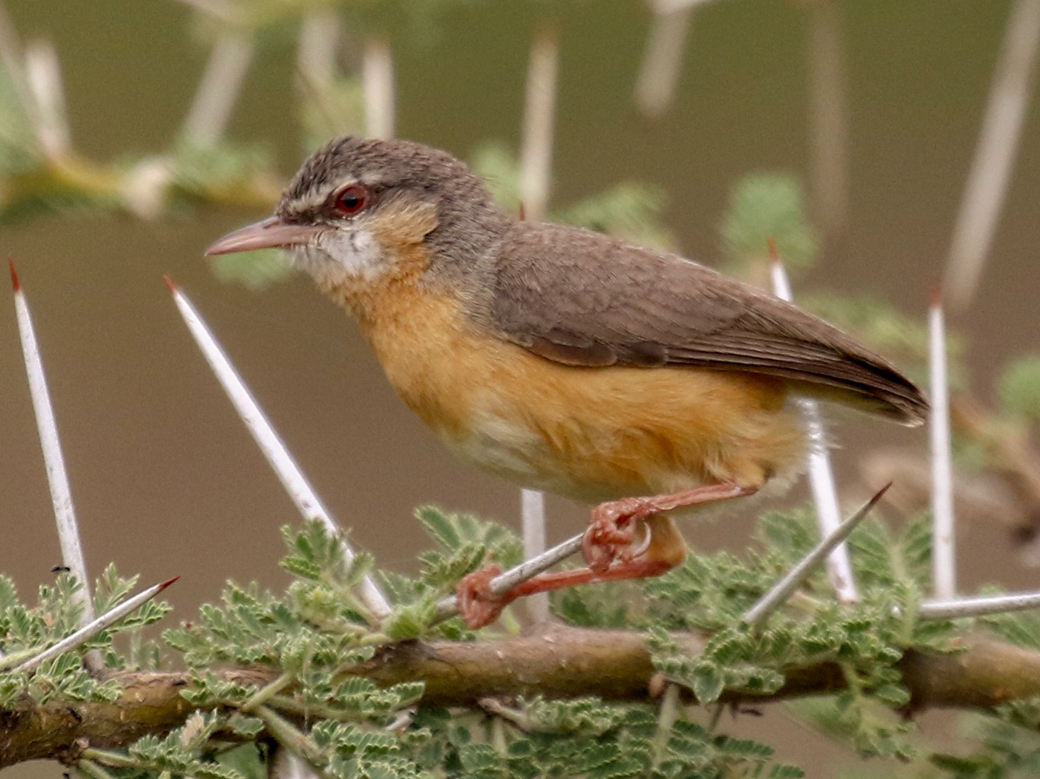 Northern Crombec - eBird