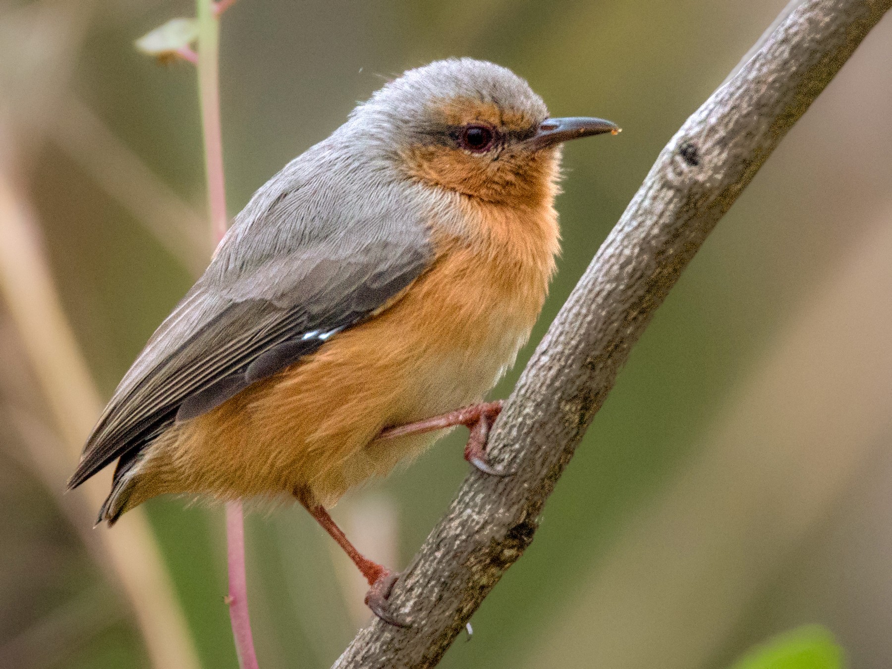 Northern Crombec - eBird