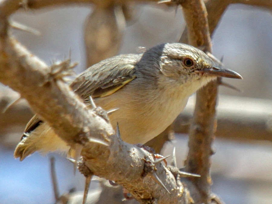 Somali Crombec - eBird